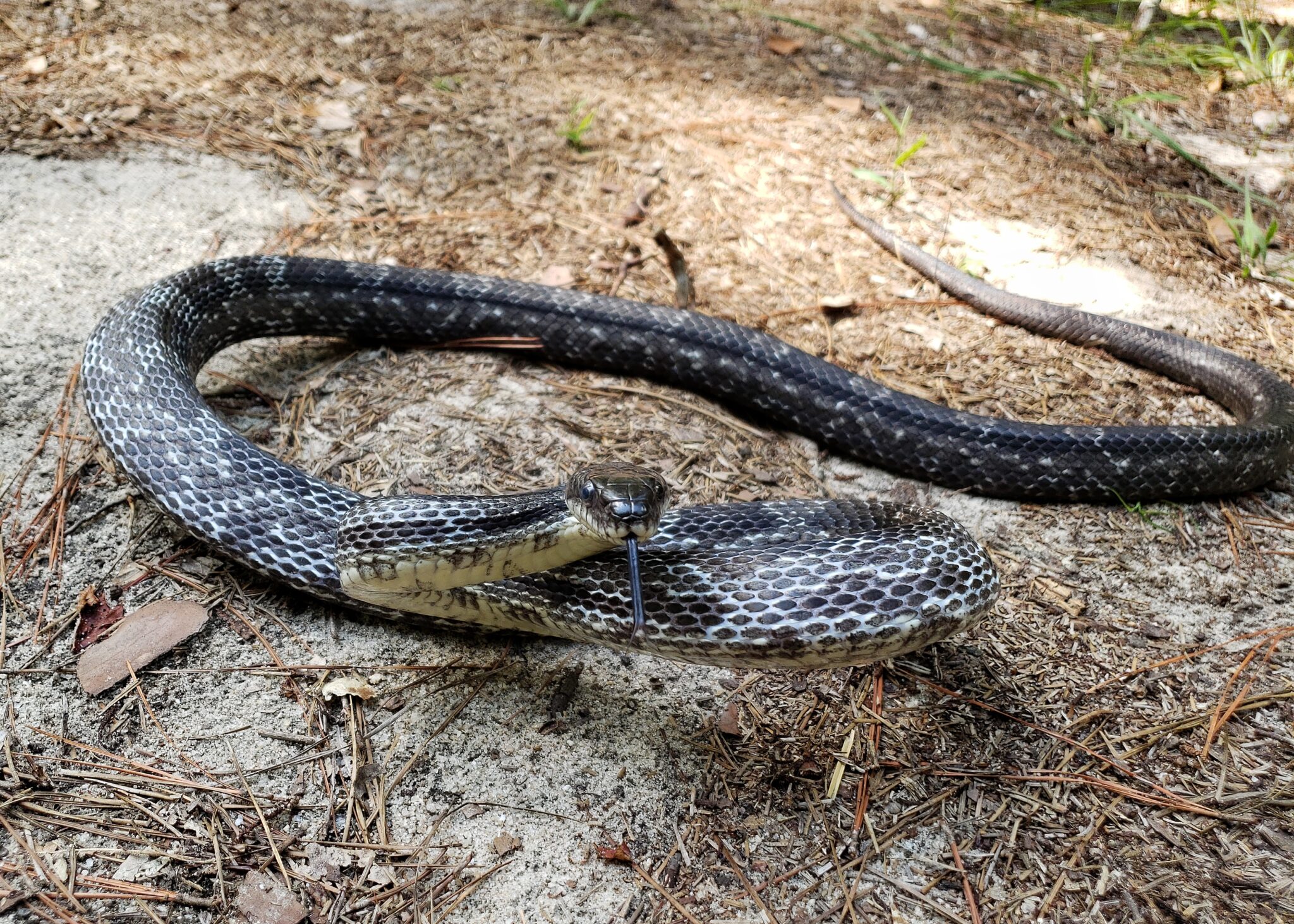 Are snakes a friend or foe? – The Macon Melody