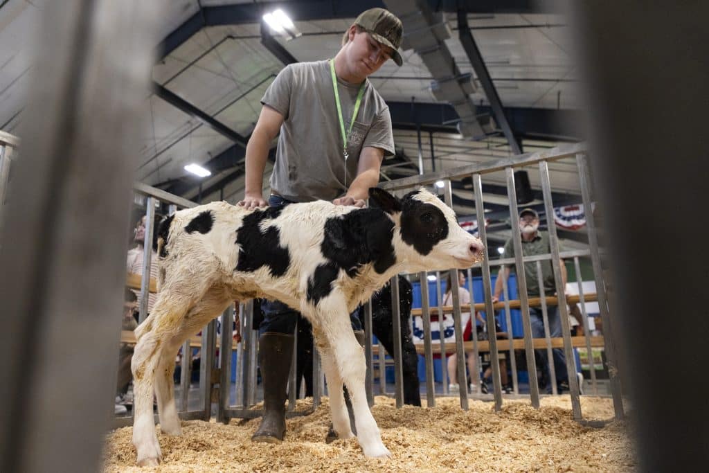 Teen helps bring cows into world at fair – The Macon Melody