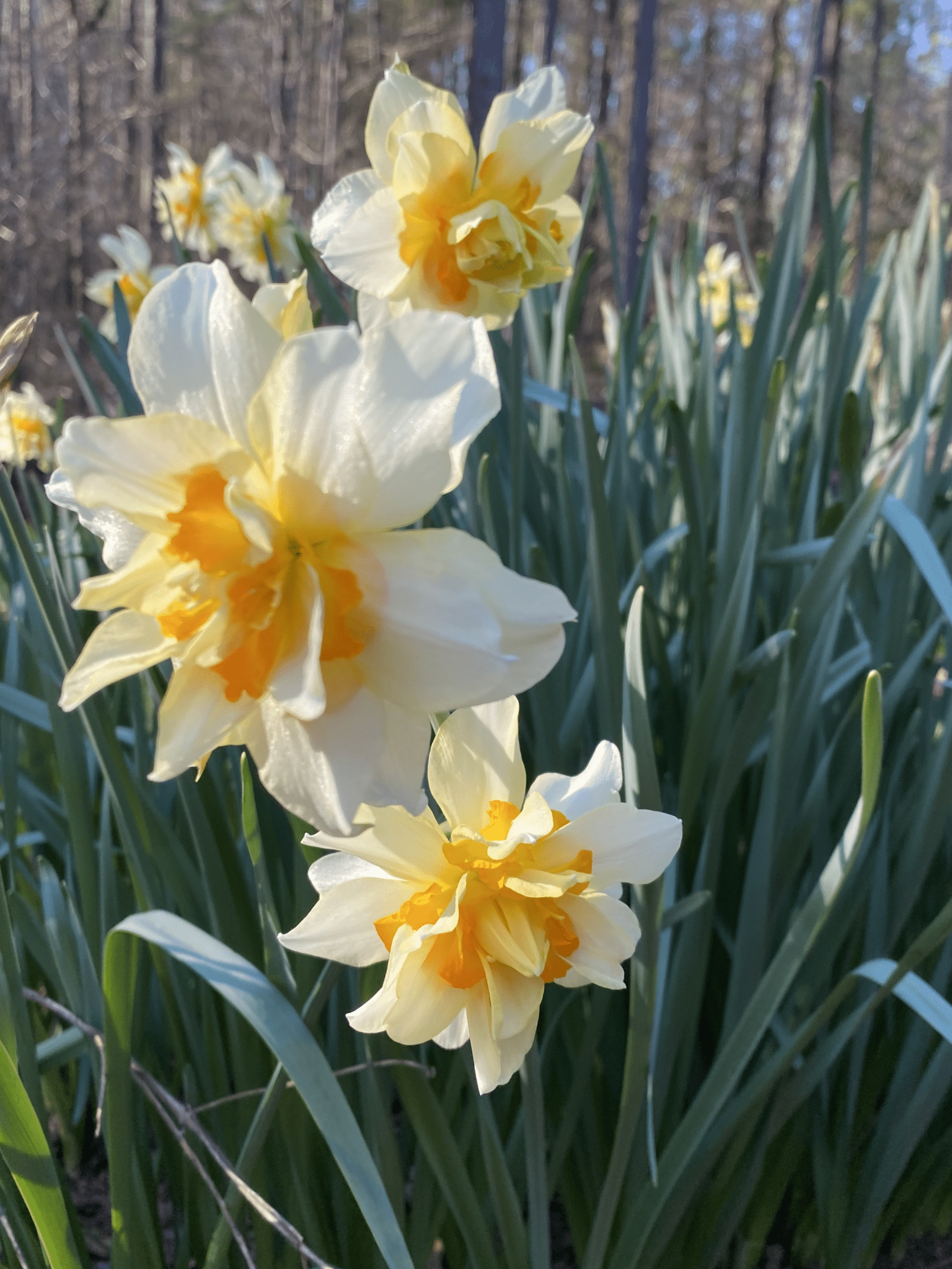 Timing Matters: Plant fall bulbs now for spring color – The Macon Melody