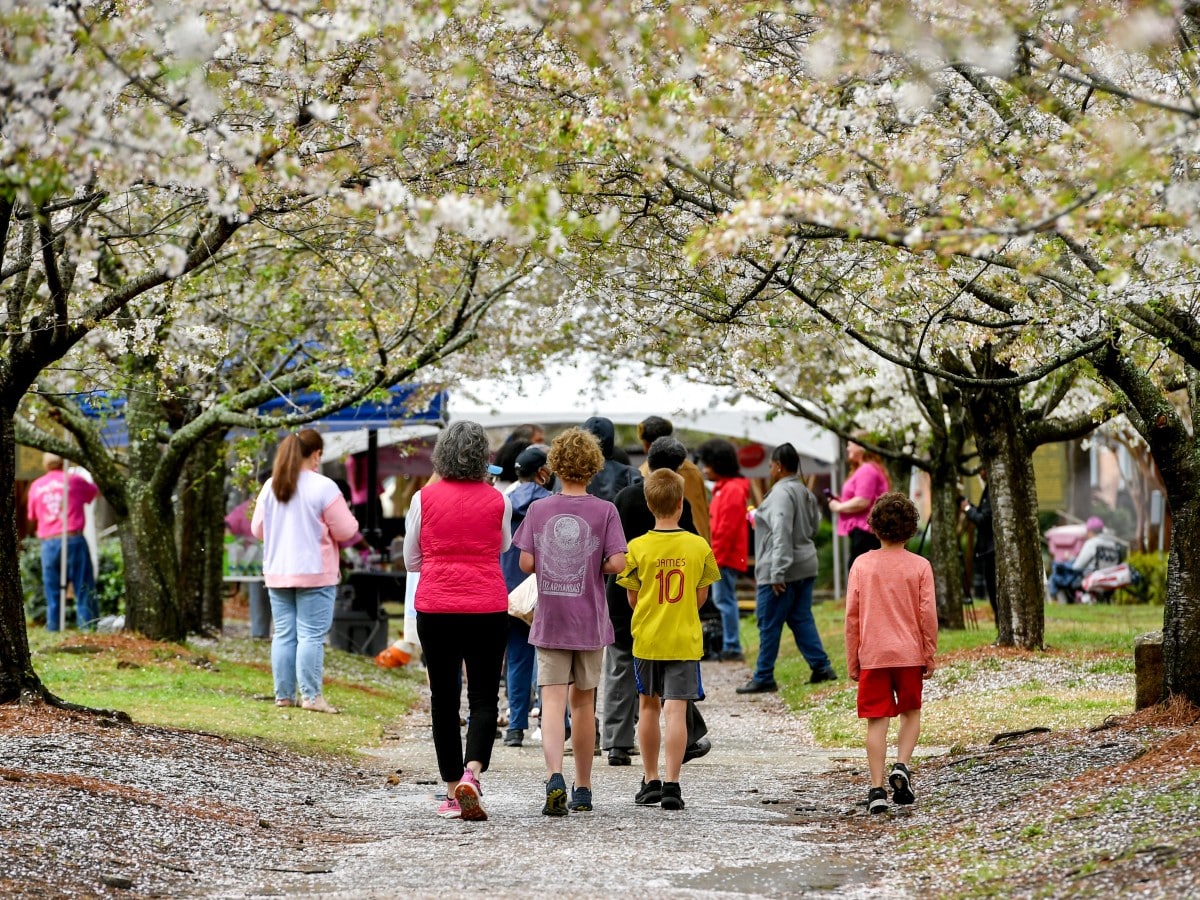 Cherry Blossom Festival Archives – The Macon Melody