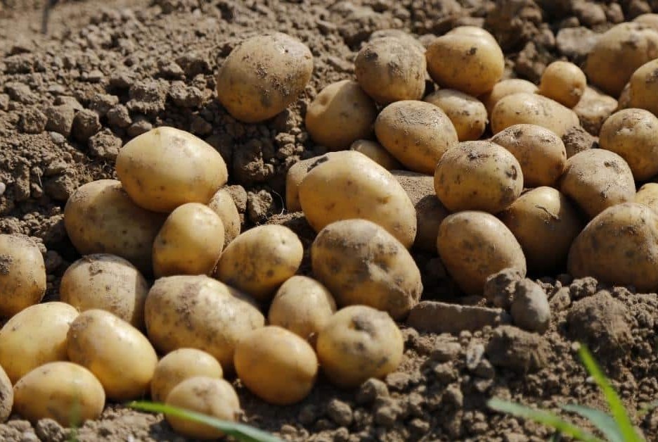 Spud season: How to grow garden potatoes – The Macon Melody