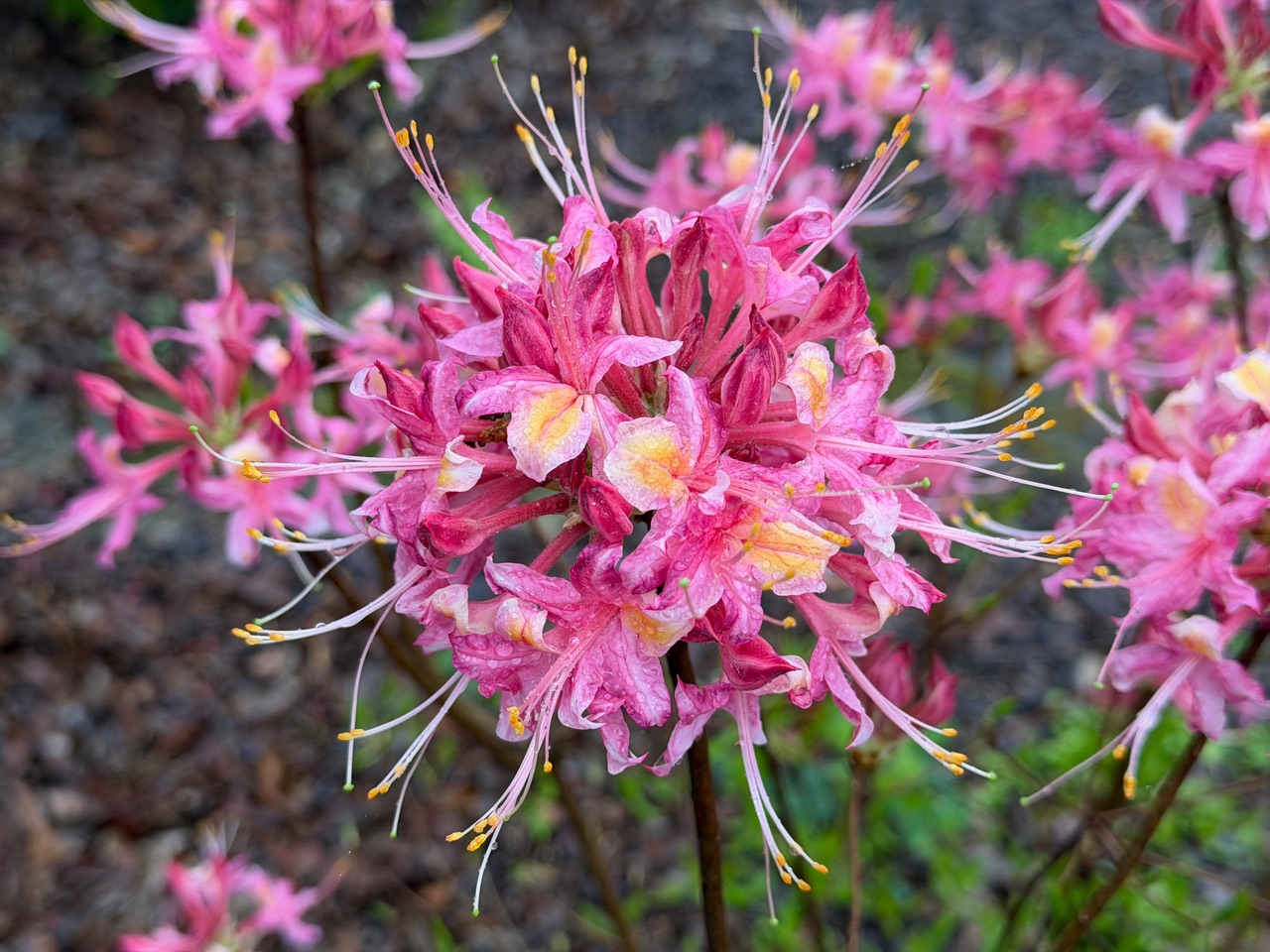 A parade of color: the magic of native azaleas – The Macon Melody